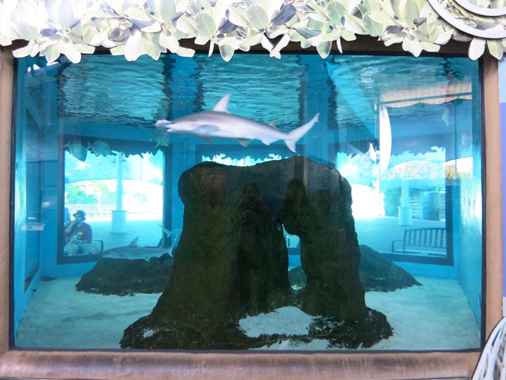 Mote Marine Laboratory Aquarium 1600 Ken Thompson Parkway Sarasota