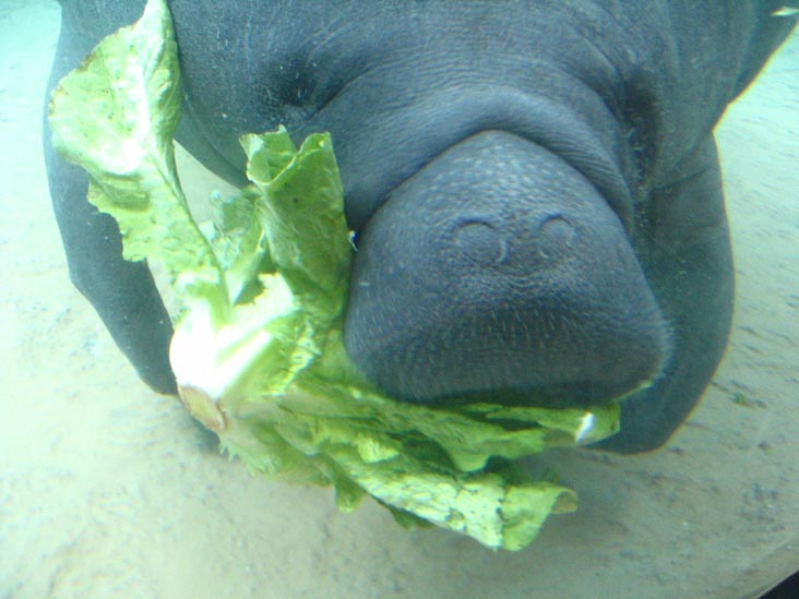 Mote Marine Laboratory Aquarium 1600 Ken Thompson Parkway Sarasota